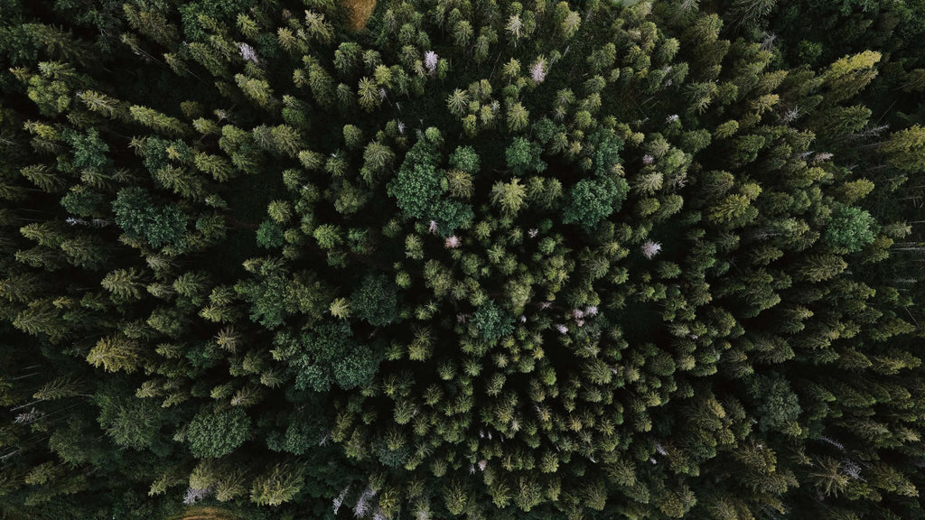 Tree Planting Sustainability: A Guide to Benefits and Impact – Scarlet ...